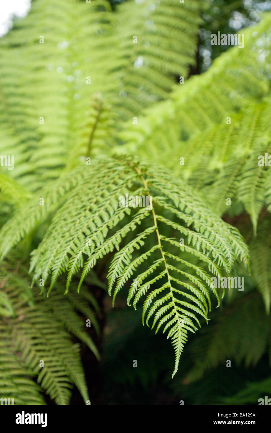 Australian tree fern fronds hi-res stock photography and images - Alamy