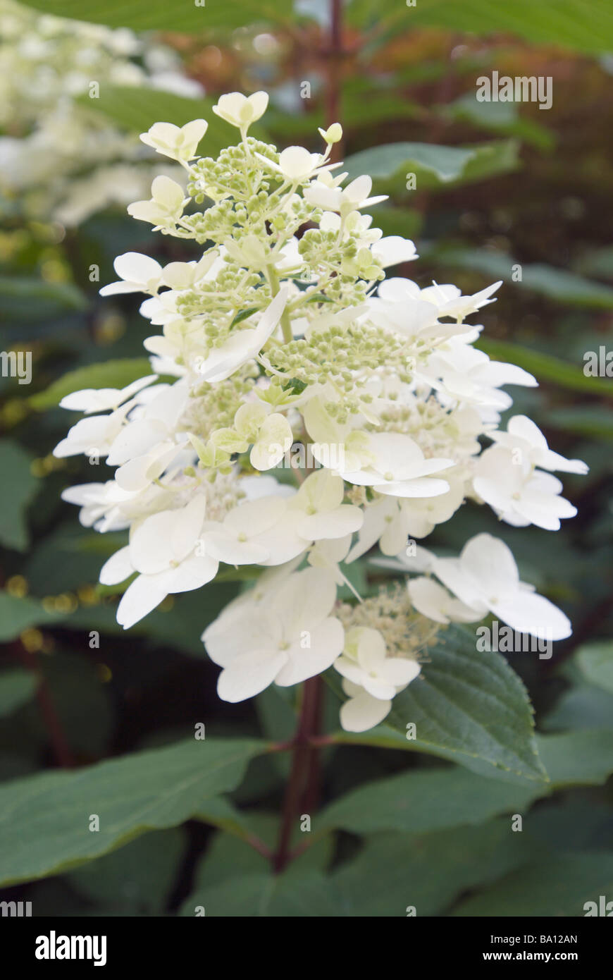 HYDRANGEA PANICULATA UNIQUE Stock Photo - Alamy