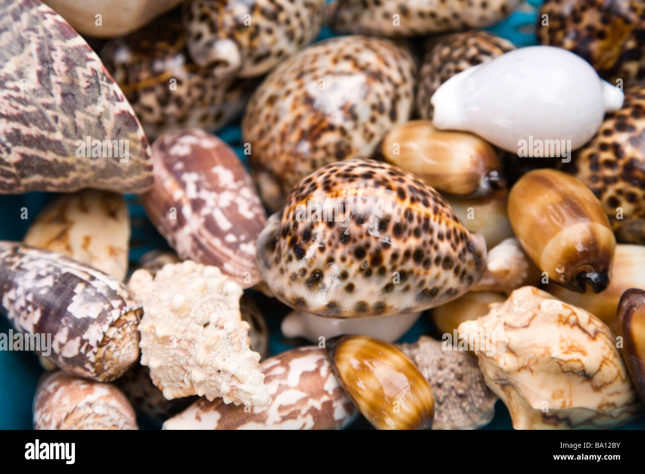 Sea shells, Verde Island, Puerto Galera, Philippines, Southeast Asia ...