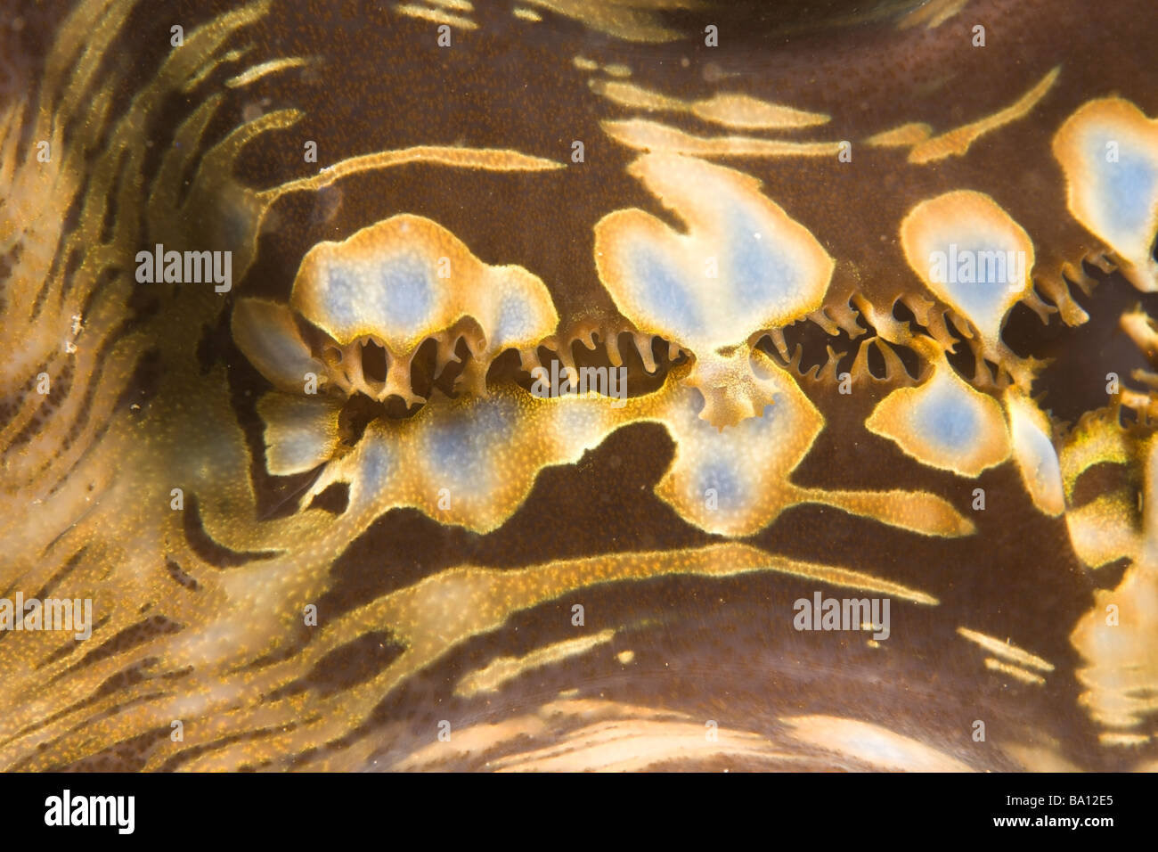Puerto Galera, Philippines, Southeast Asia; Giant clam (Tridacna gigas ...
