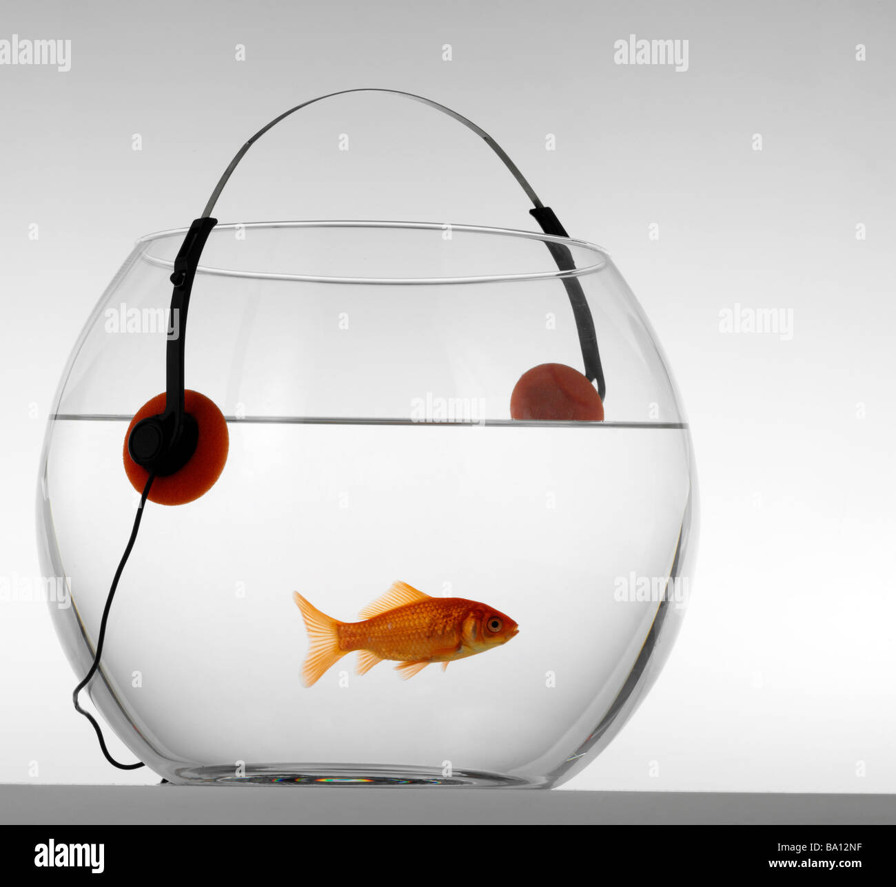 goldfish listens to music Stock Photo - Alamy