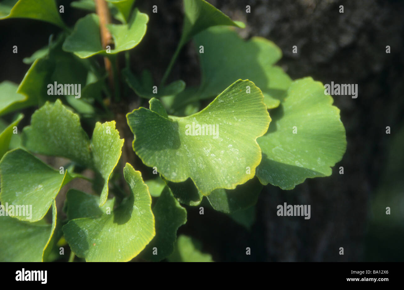 Ginko tree leaf leaves plant green health medicine folk herb cure Stock ...