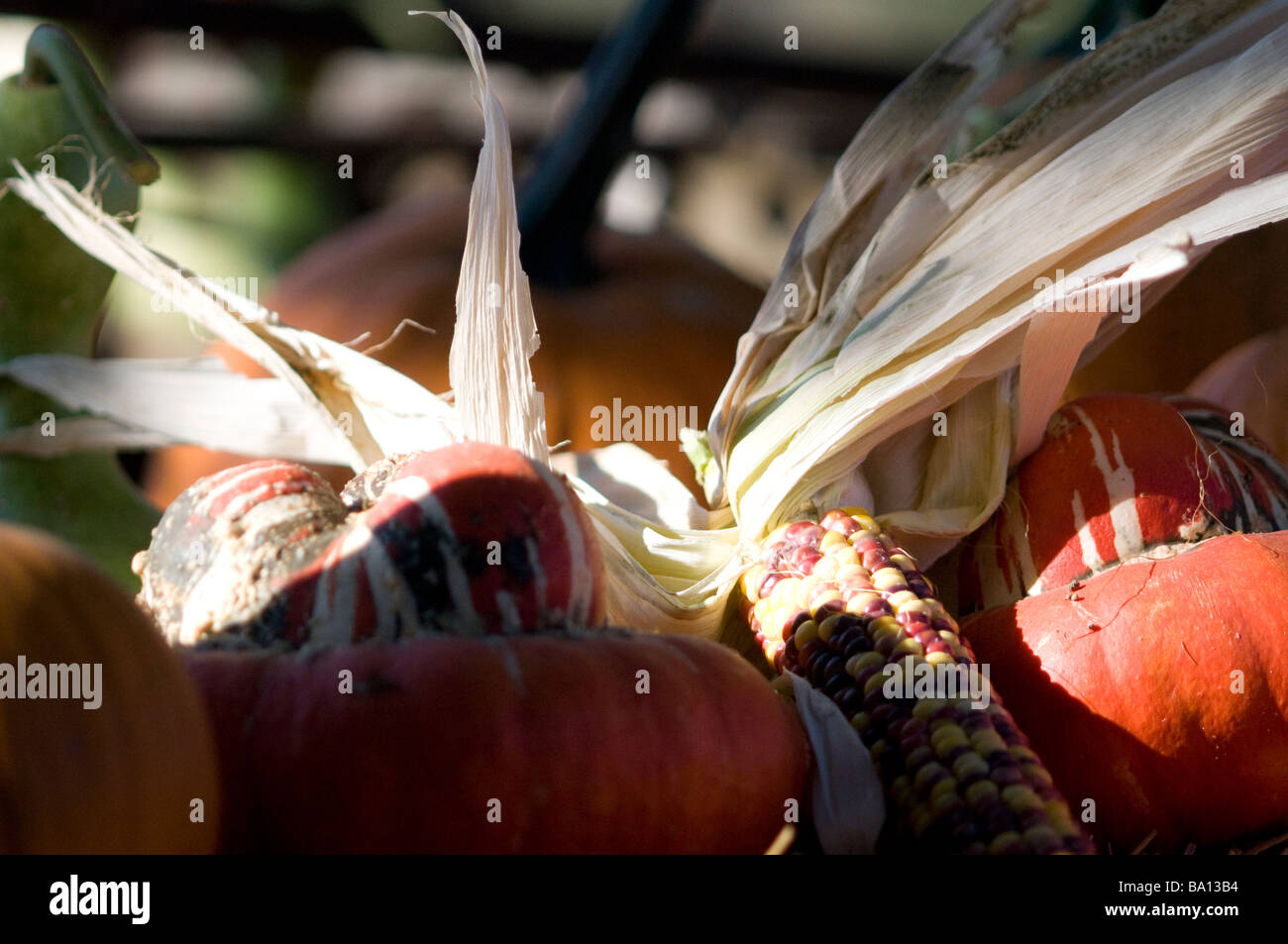 Indian corn farm hi-res stock photography and images - Alamy