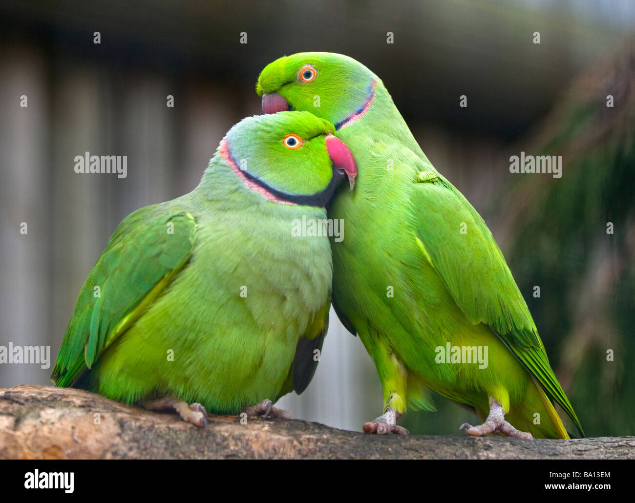 Two Ring Necked Parakeets (psittacula krameri) bonding Stock Photo - Alamy