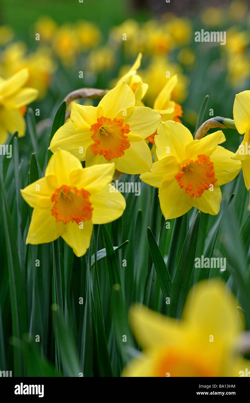 Bicolored daffodil hi-res stock photography and images - Alamy
