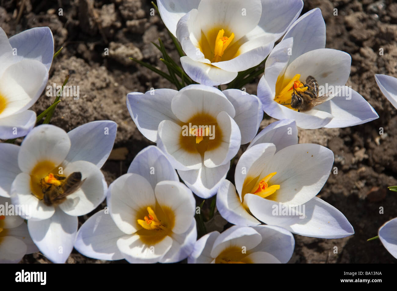 spring crocus flower Stock Photo - Alamy