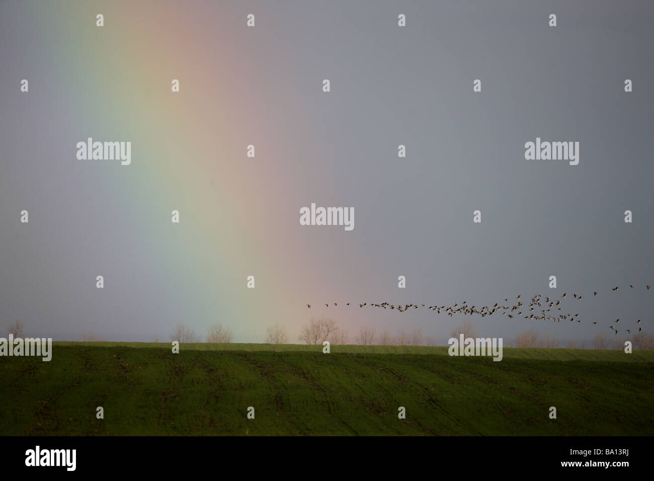 White fronted goose Anser albifrons flying across a rainbow Bulgaria ...