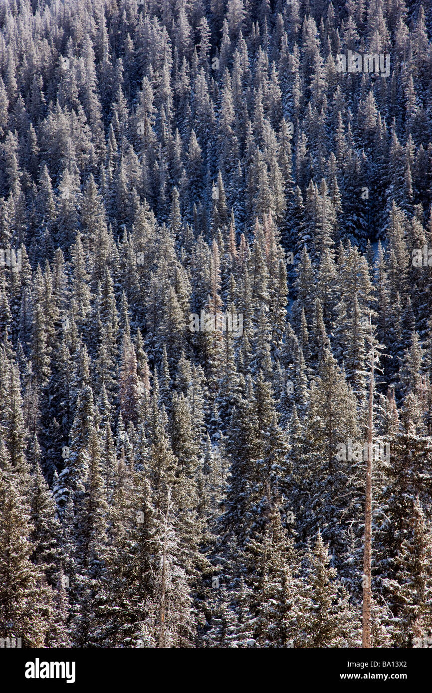 Evergreen slope hi-res stock photography and images - Alamy