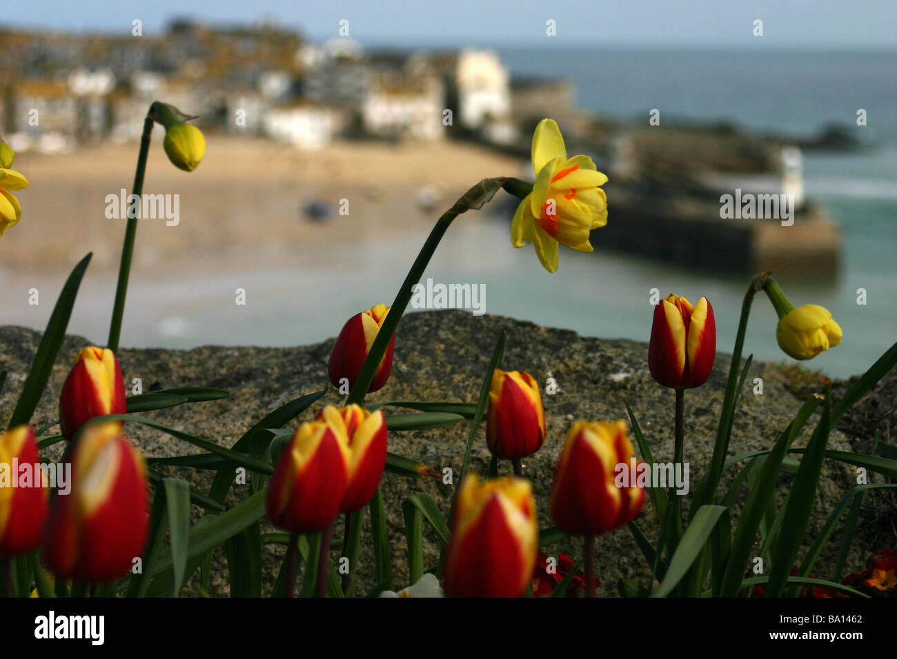 Spring Flowers overlooking St. Ives harbour Cornwall UK Stock Photo - Alamy