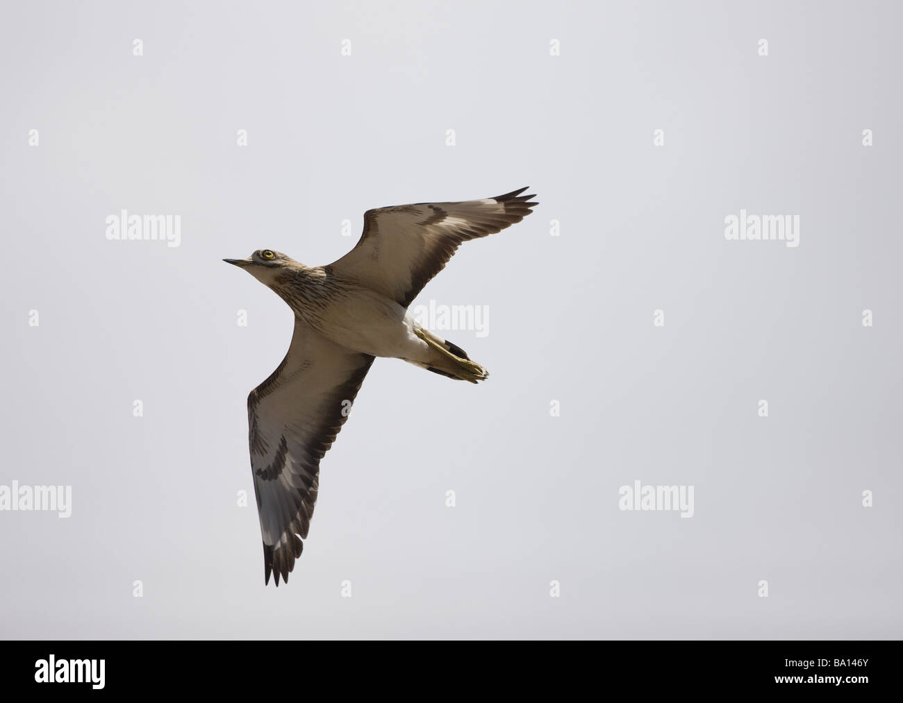 Stone curlew Burhinus oedicnemus in flight Stock Photo - Alamy