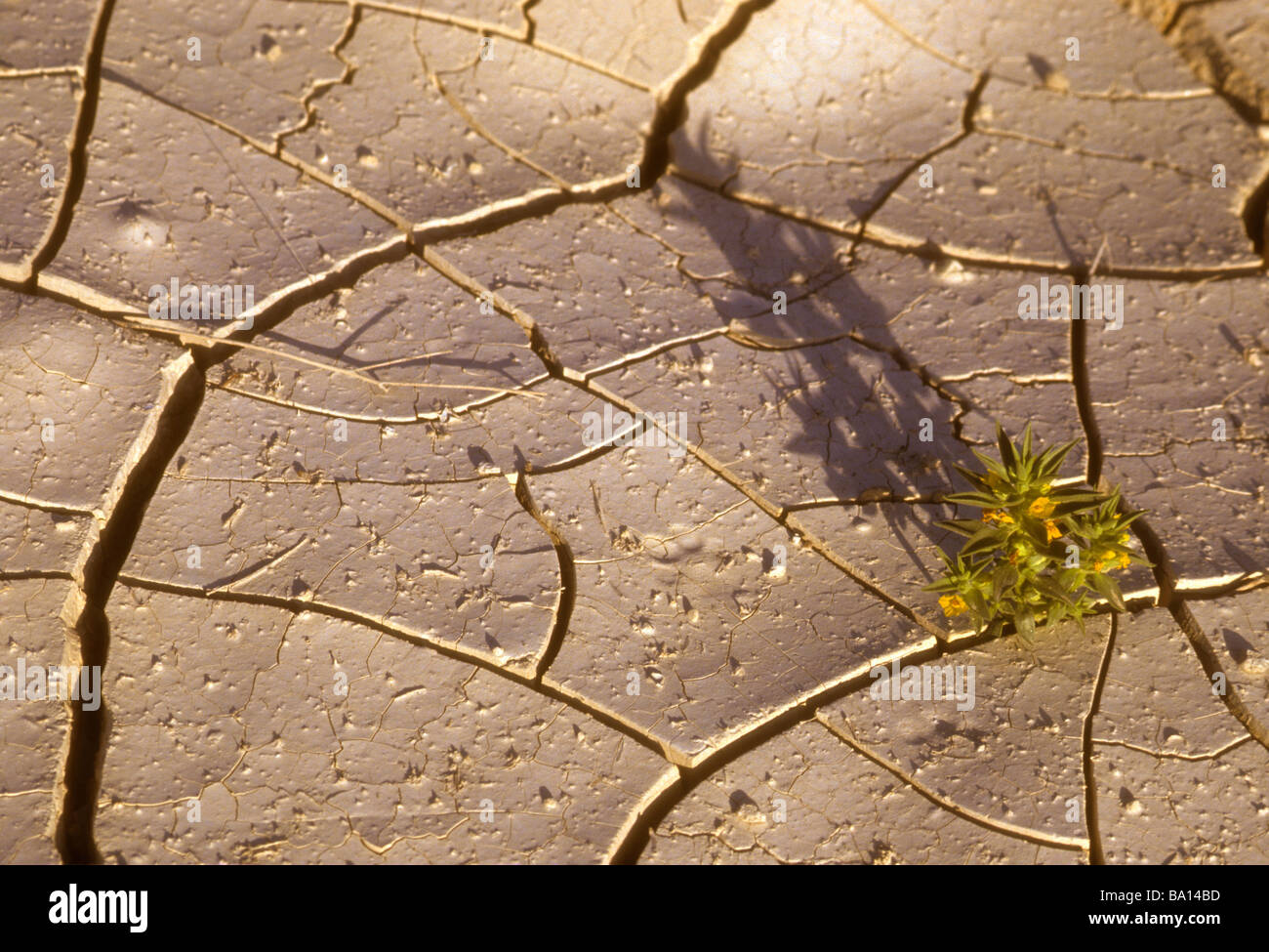 Dry crack mud desert dirt wet weather hard clay soil environment nature ...