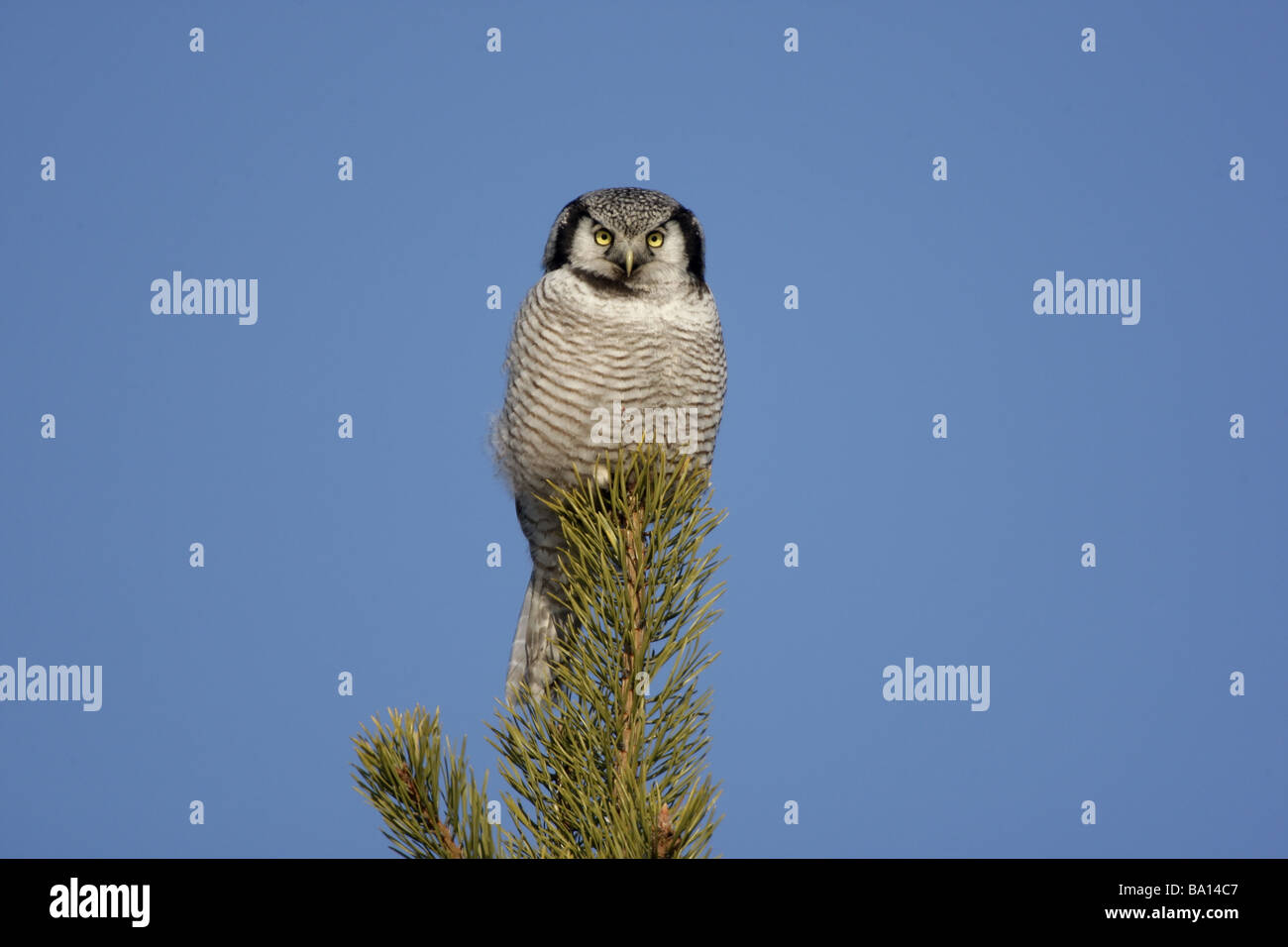 Hawk owl Surnia ulula winter Finland Stock Photo - Alamy