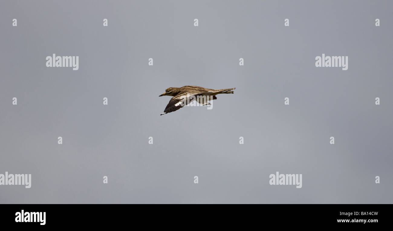 Stone curlew Burhinus oedicnemus in flight Stock Photo - Alamy
