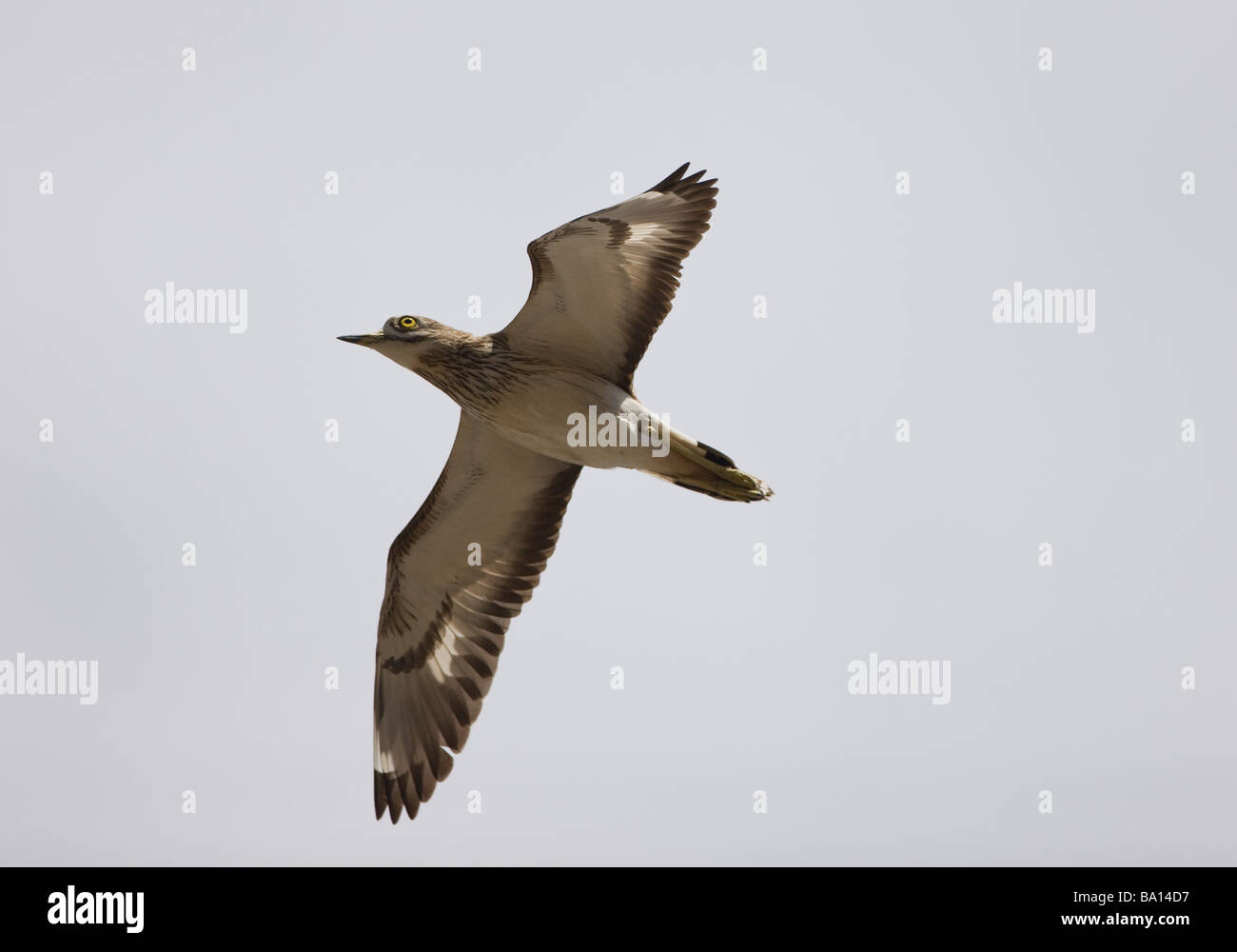 Stone curlew Burhinus oedicnemus in flight Stock Photo - Alamy