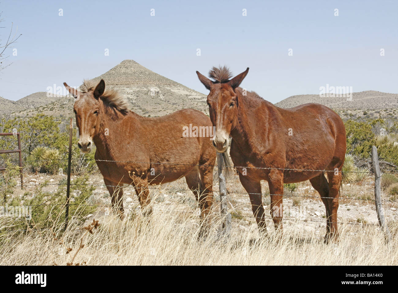 Desert mules hi-res stock photography and images - Alamy