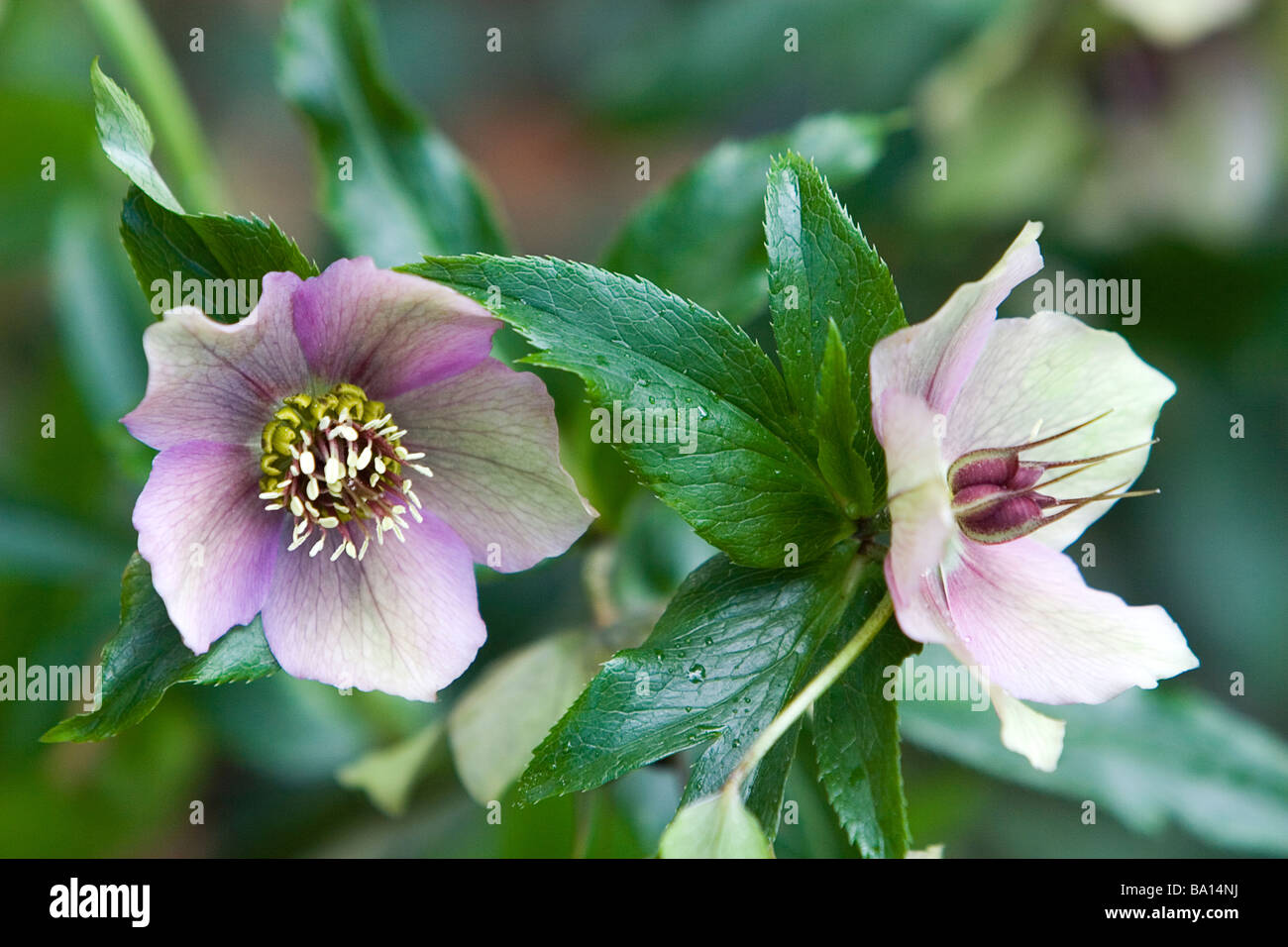 Leaves leaf hellebore hi-res stock photography and images - Alamy