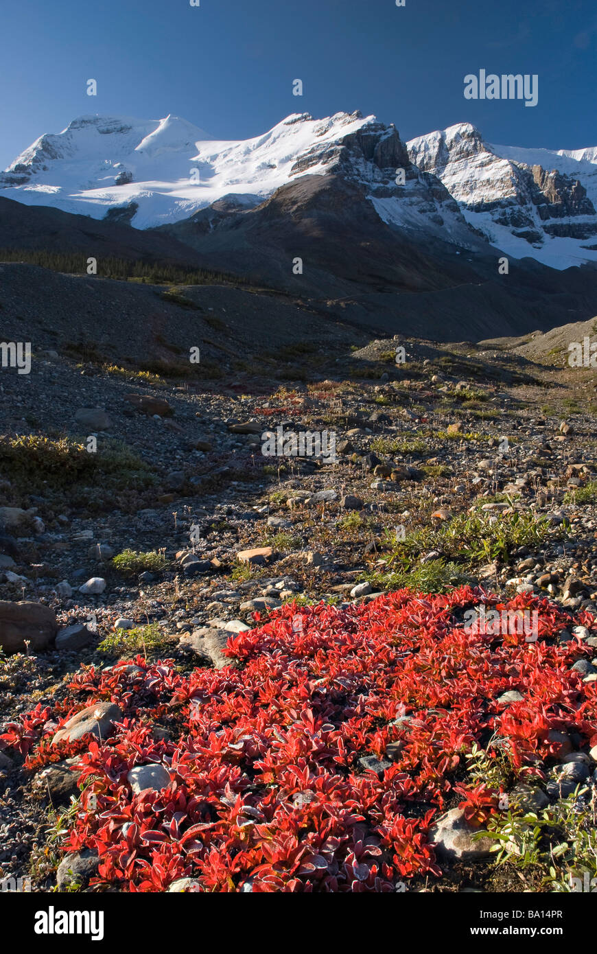 Mount Athabasca, Columbia icefield, Alberta, Canada Stock Photo - Alamy