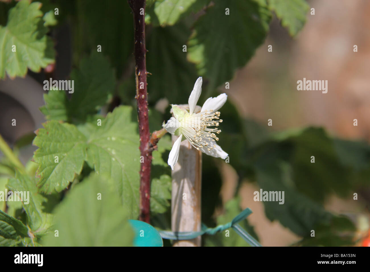 White raspberry flower Stock Photo - Alamy