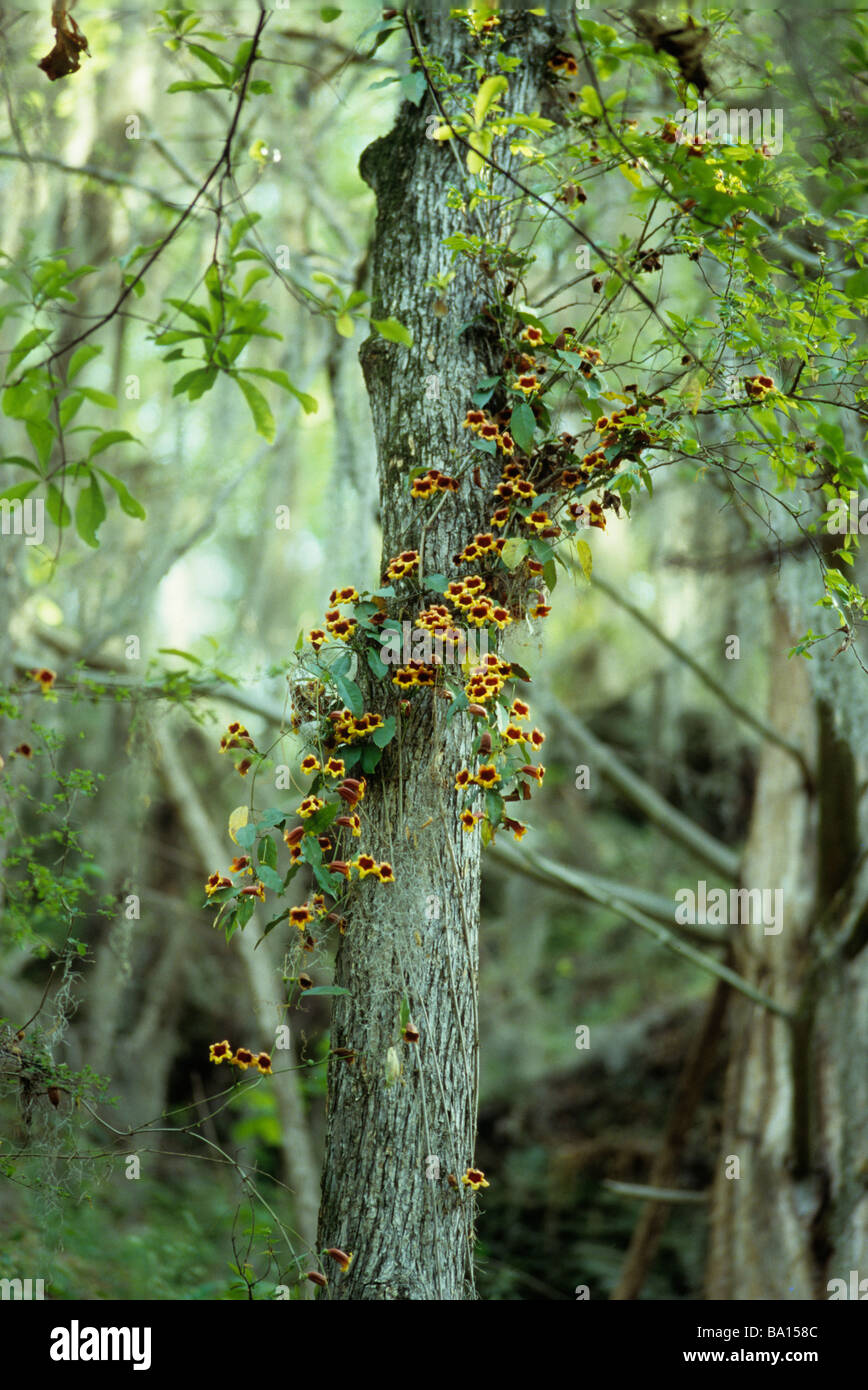 Cross vine Anisostichus capreolata growing on a hardwood tree in the ...