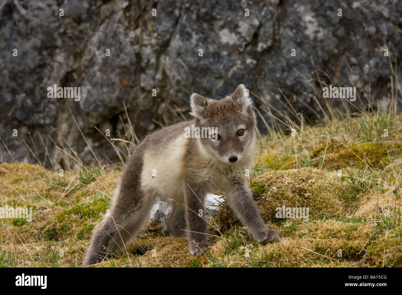 Arctic Fox Cub (Alopex lagopus or Vulpes lagopus Stock Photo - Alamy
