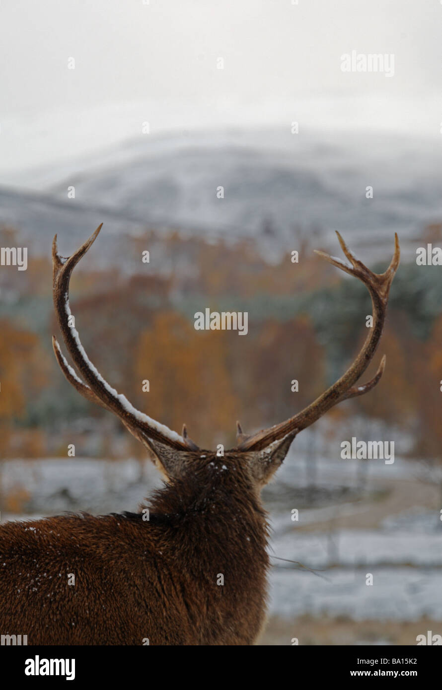 Artiodactyls hi-res stock photography and images - Alamy