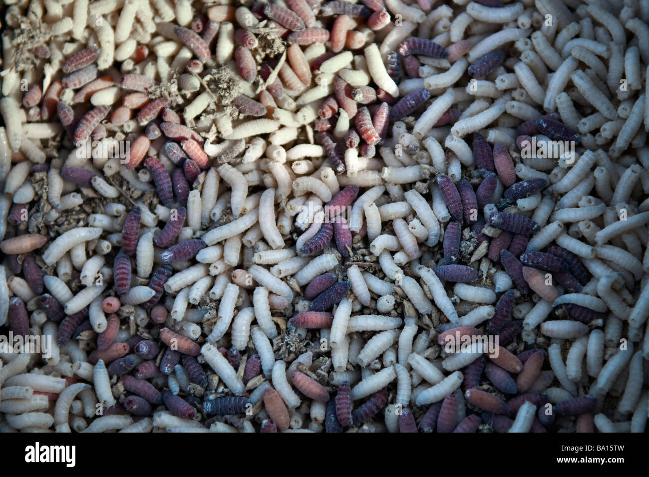 Maggots in box hi-res stock photography and images - Alamy