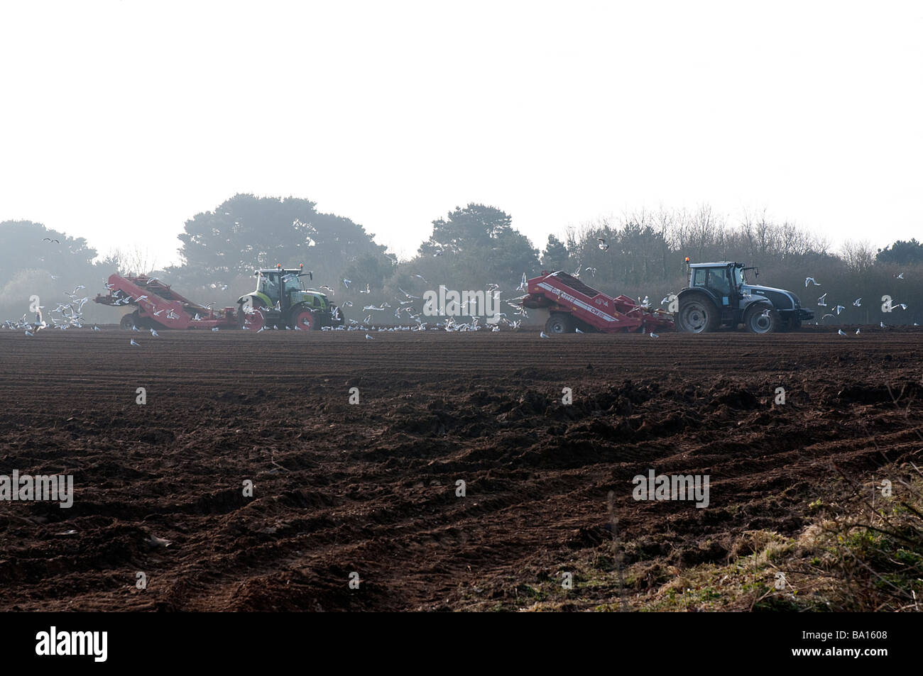 Destoning a field and planting potatoes Stock Photo - Alamy