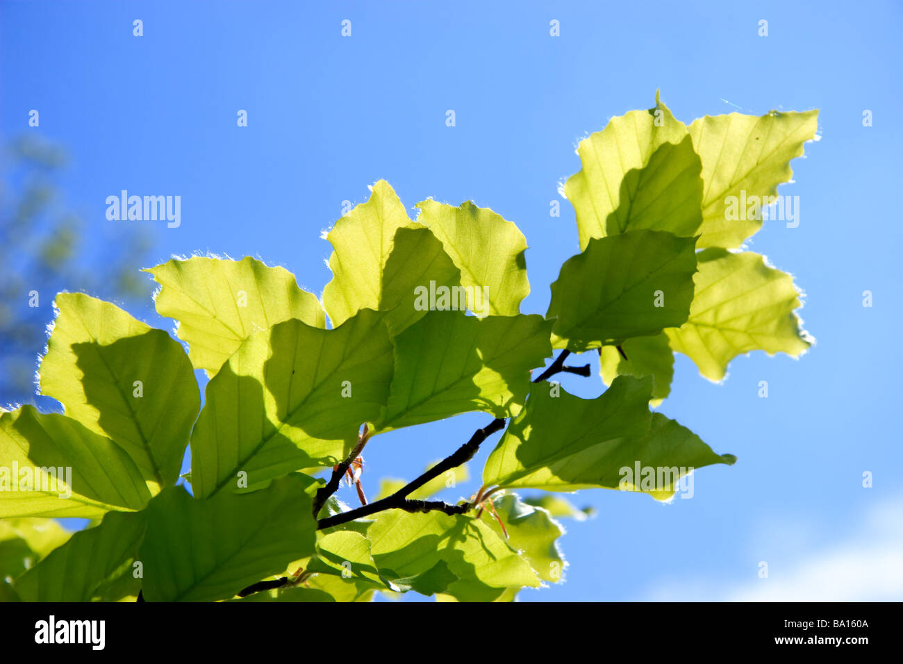 Botany fagaceae english hi-res stock photography and images - Alamy