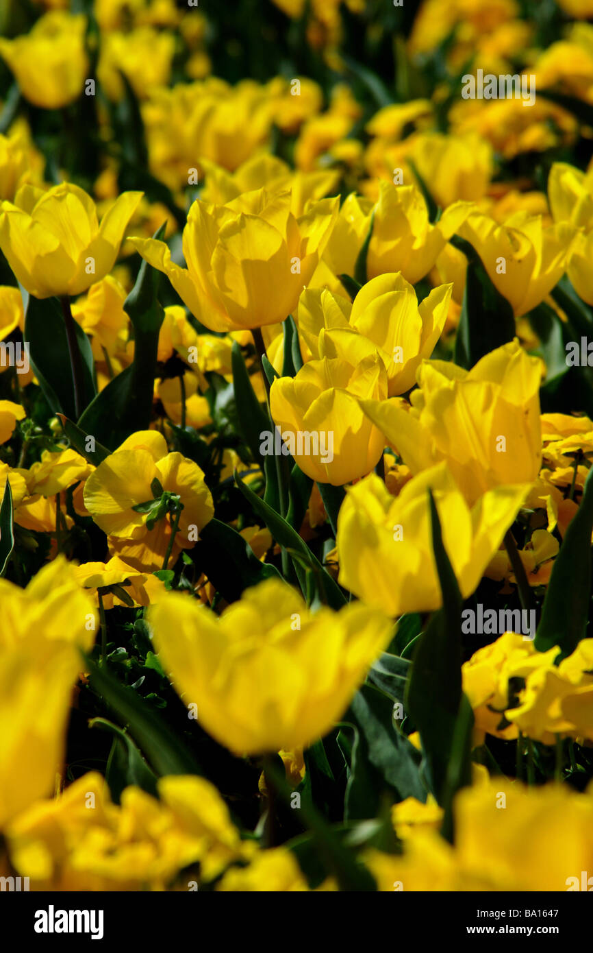detail photo of a tulip patch Stock Photo - Alamy