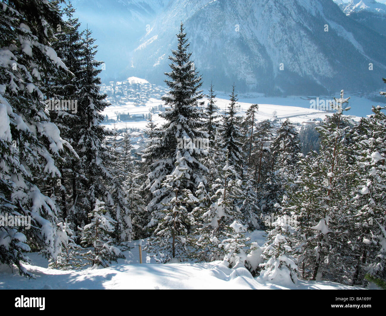 Fir trees on the mountains of the austrian alps hi-res stock ...