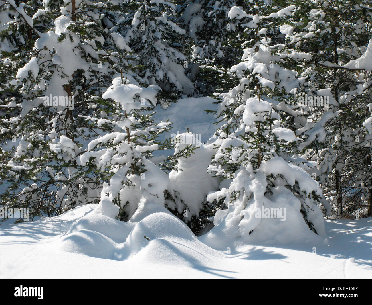 Deep fir hi-res stock photography and images - Alamy