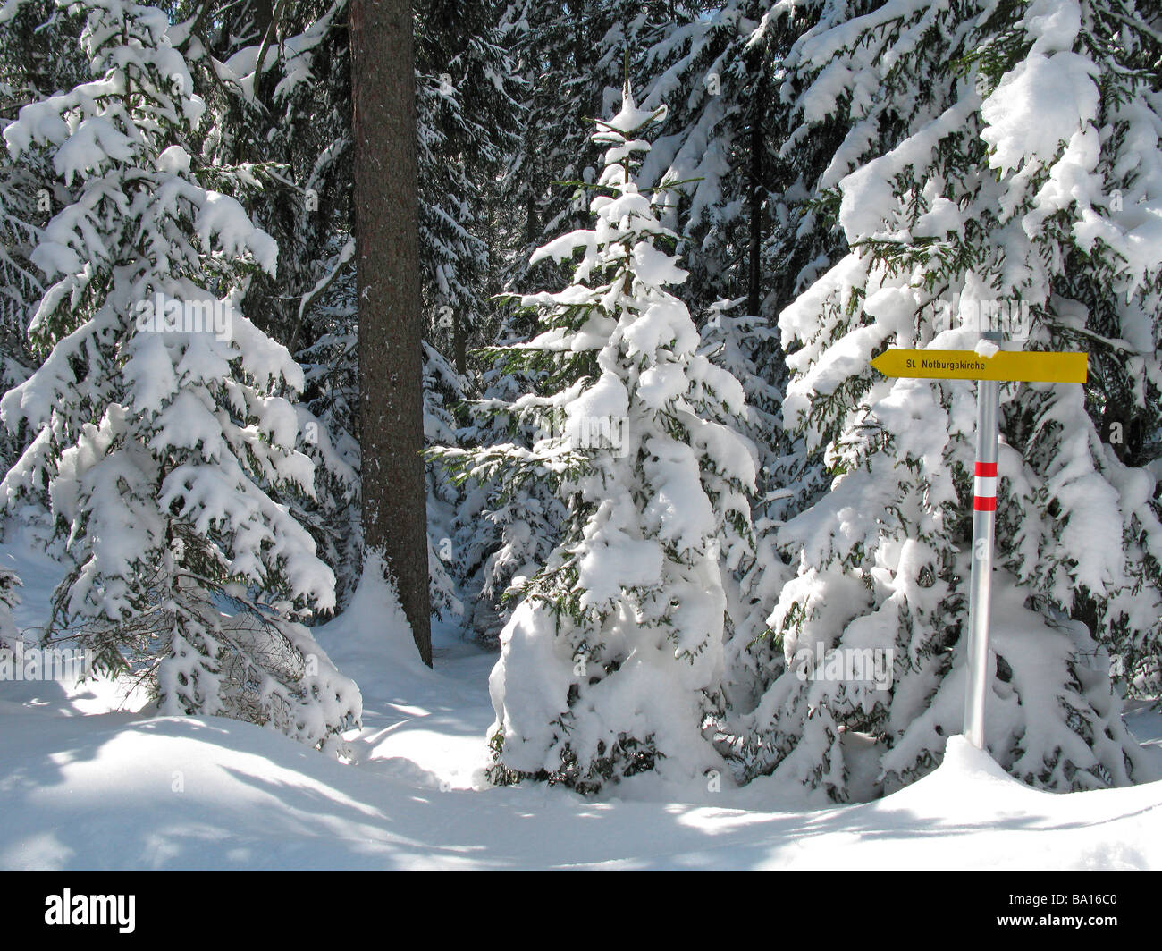 Mountain scenery with fir-tree forest and pedestrian sing, Tirol, Alps ...