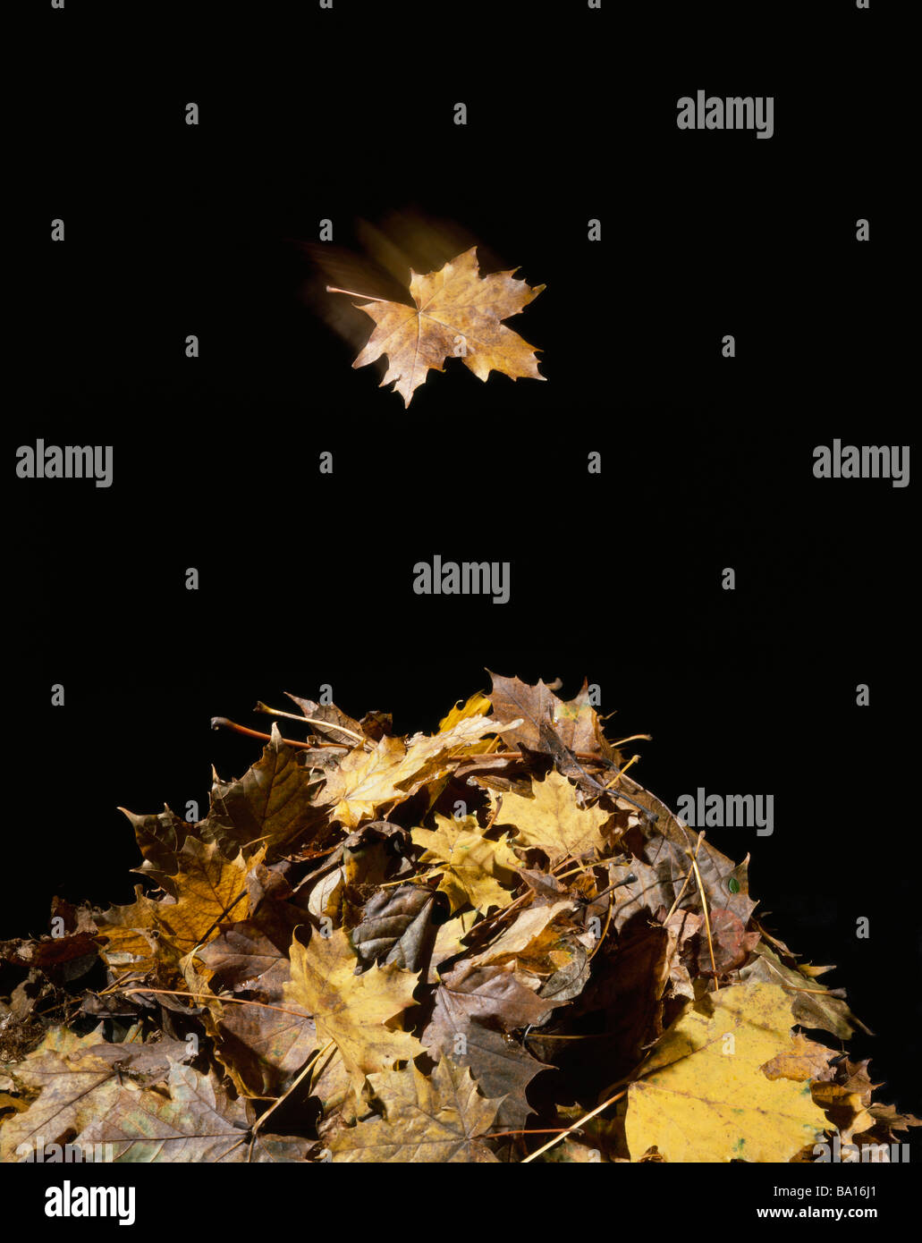 Rotten maple leaves leaf hi-res stock photography and images - Alamy