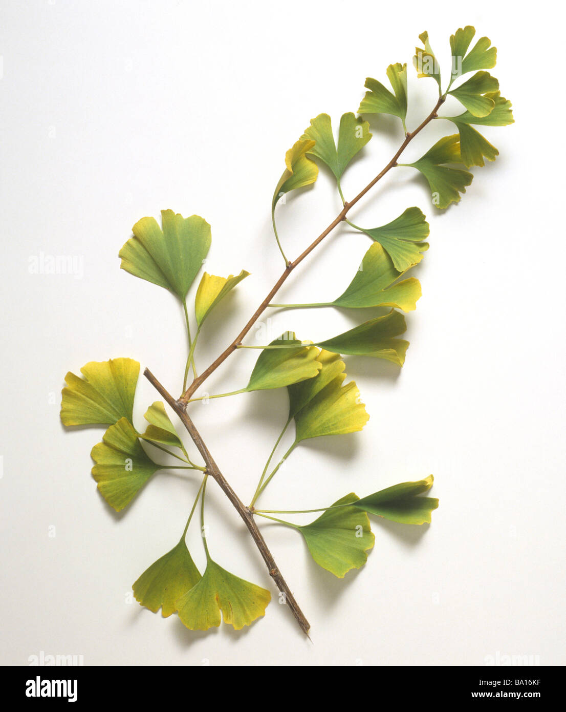 Ginkgo biloba Maidenhair Tree Stock Photo - Alamy