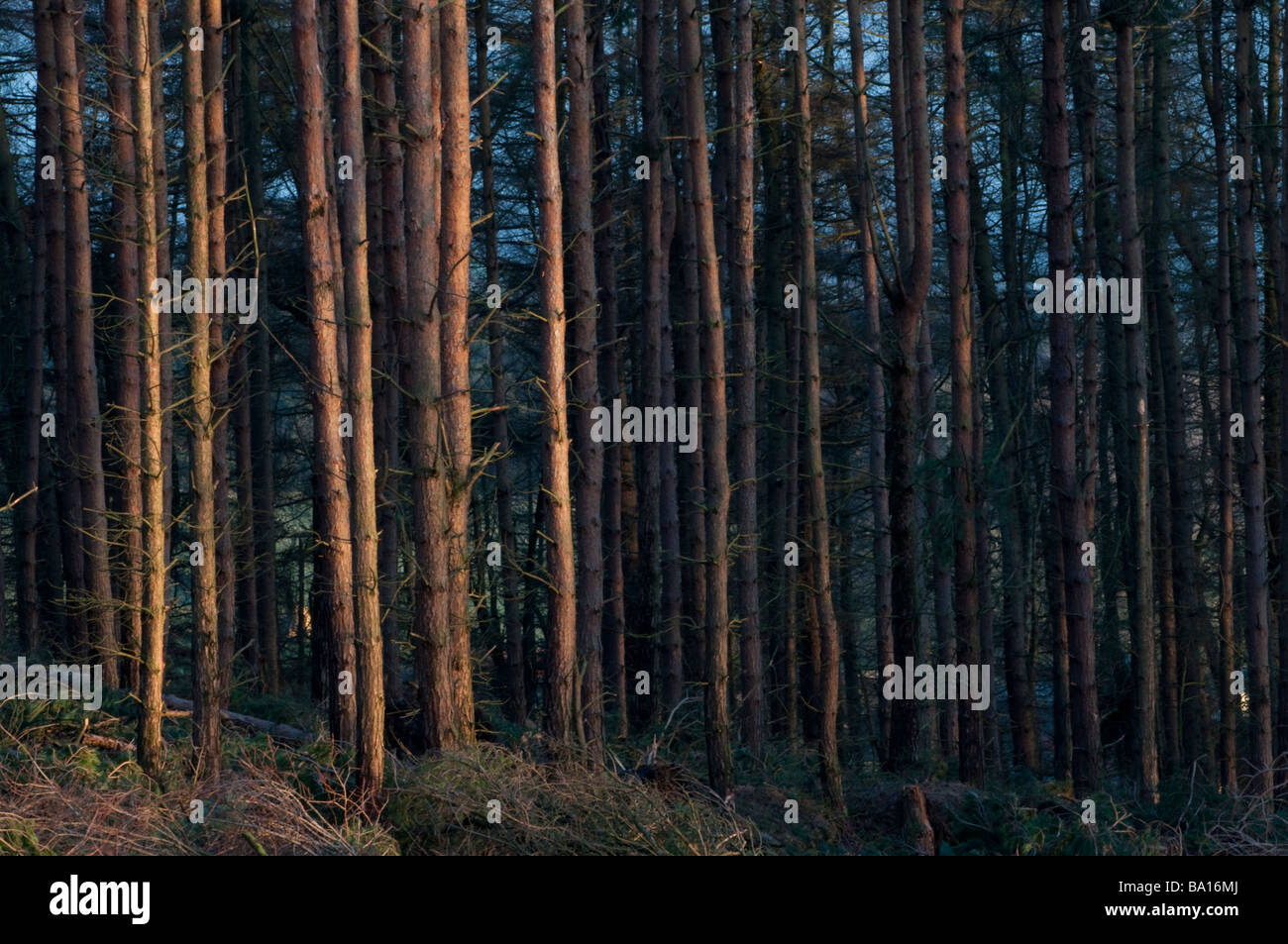 Forestry plantation at Stainburn Forest in the Washburn Valley near ...