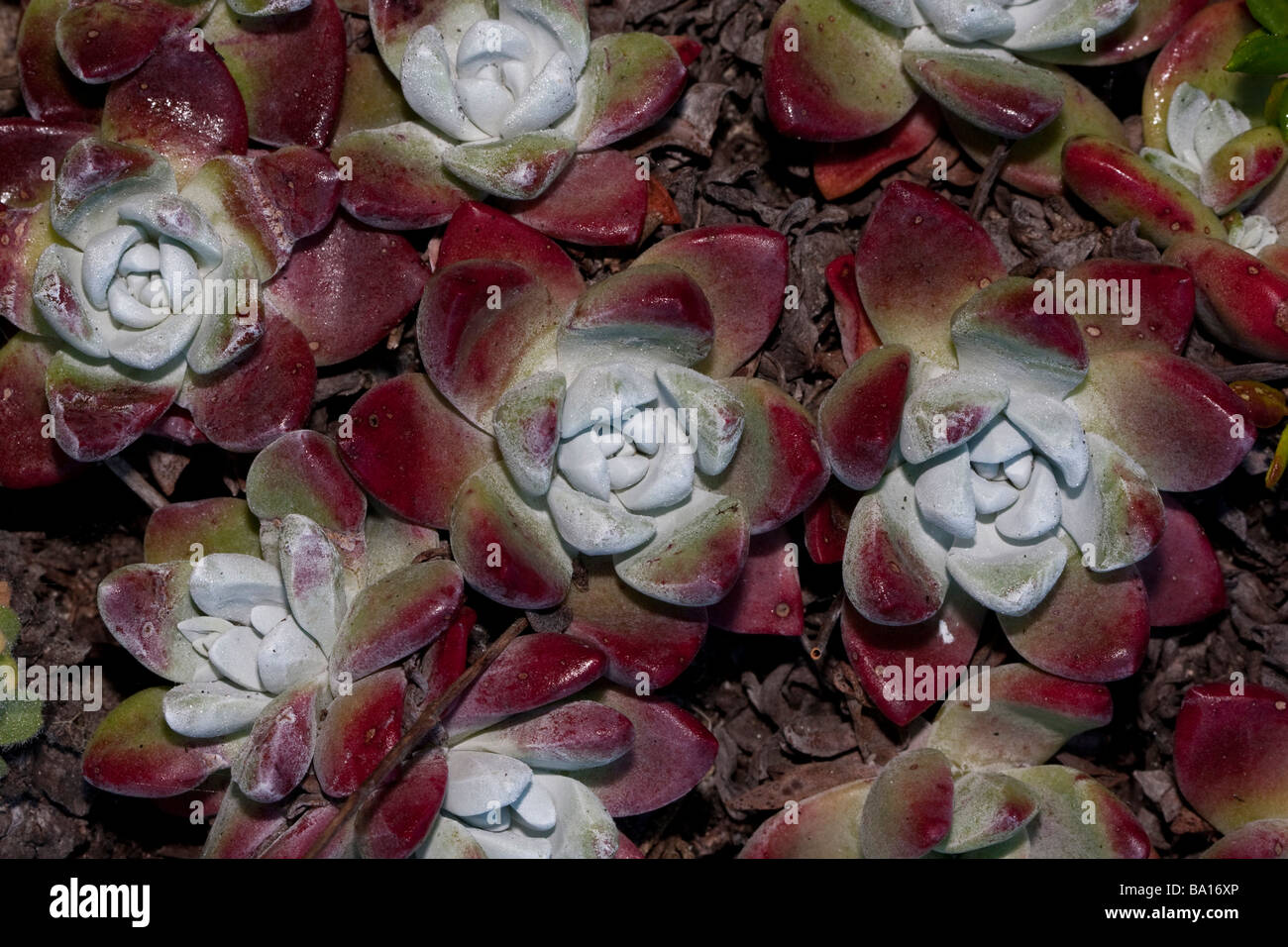 Succulent coastal flowers in the Point Lobos State Reserve, California, USA Stock Photo - Alamy
