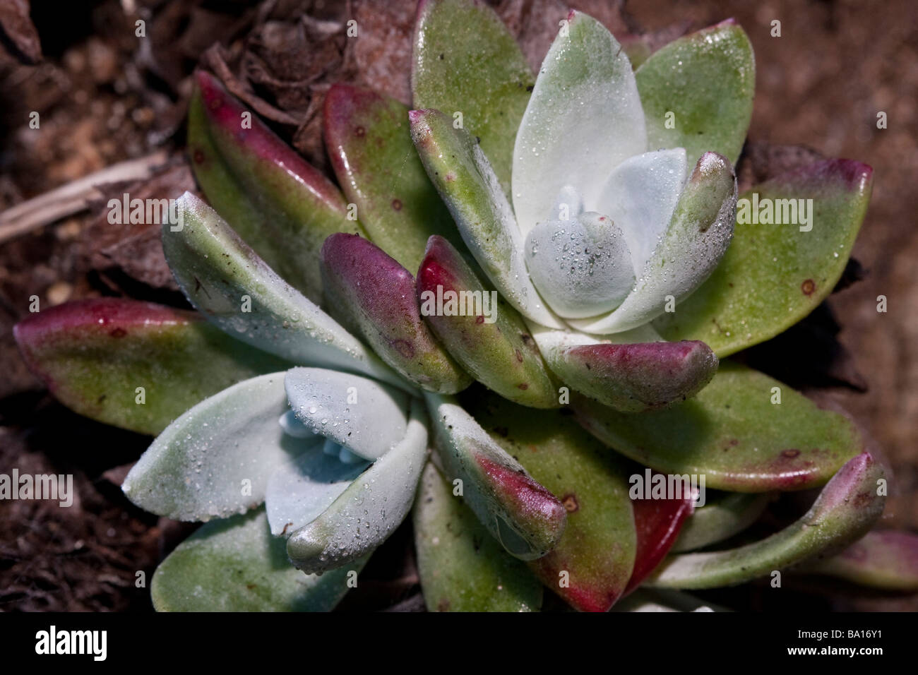 Succulent coastal flowers in the Point Lobos State Reserve, California, USA Stock Photo - Alamy