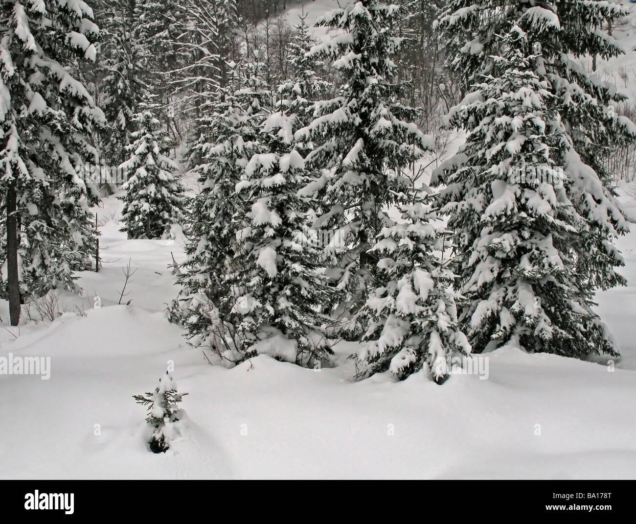 Fir-tree forest with plenty of snow and deep snowdrifts, winter Austria ...