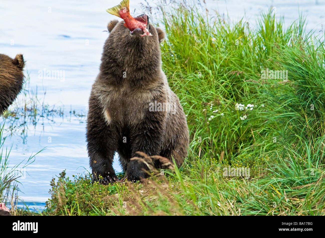 Grizzly bear catching fish hi-res stock photography and images - Alamy