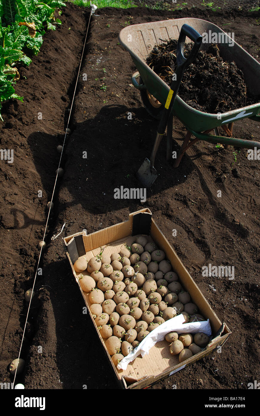 Solanum tuberosum planting hi-res stock photography and images - Alamy