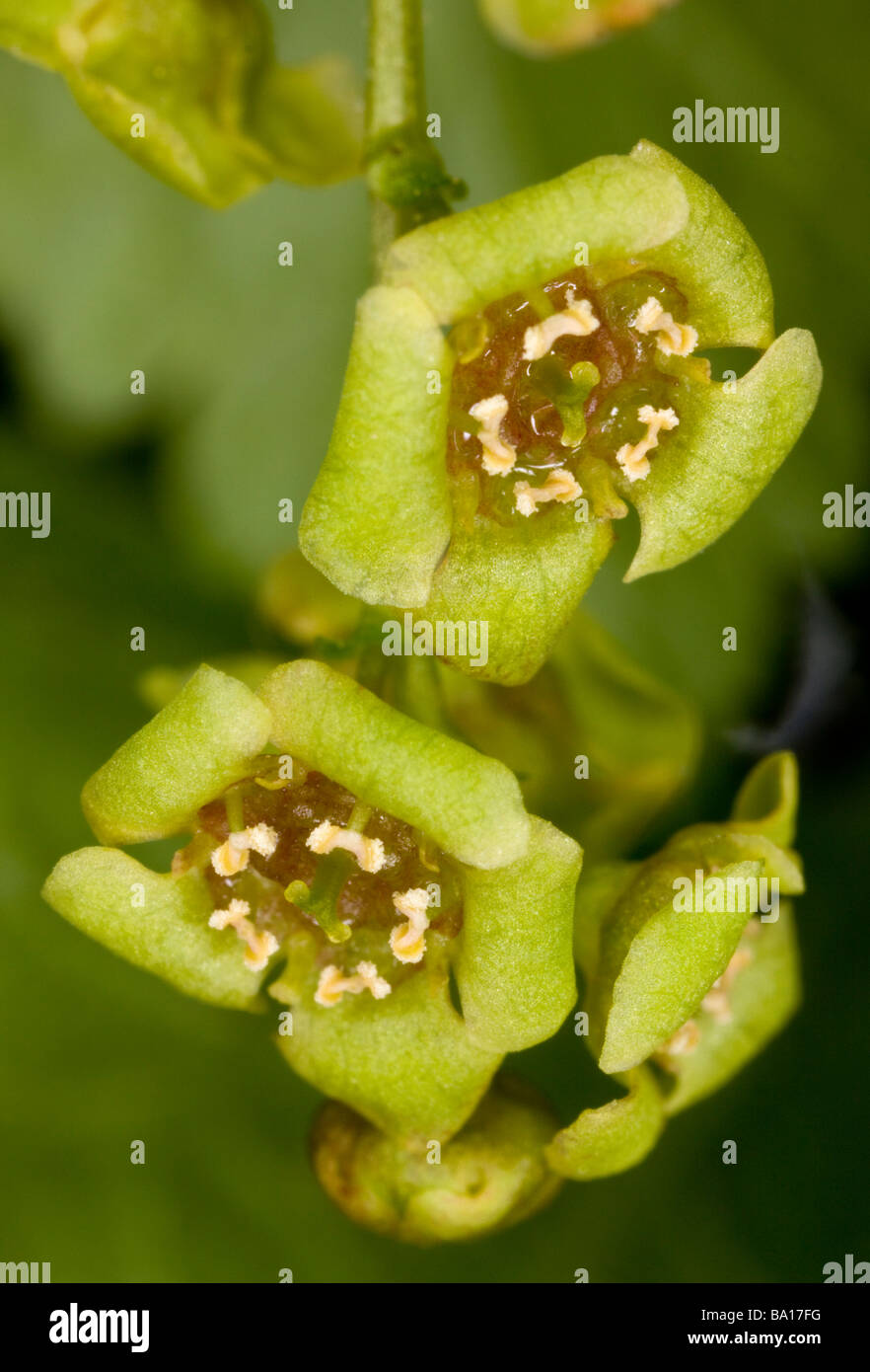 Ribes rubrum flower hi-res stock photography and images - Alamy