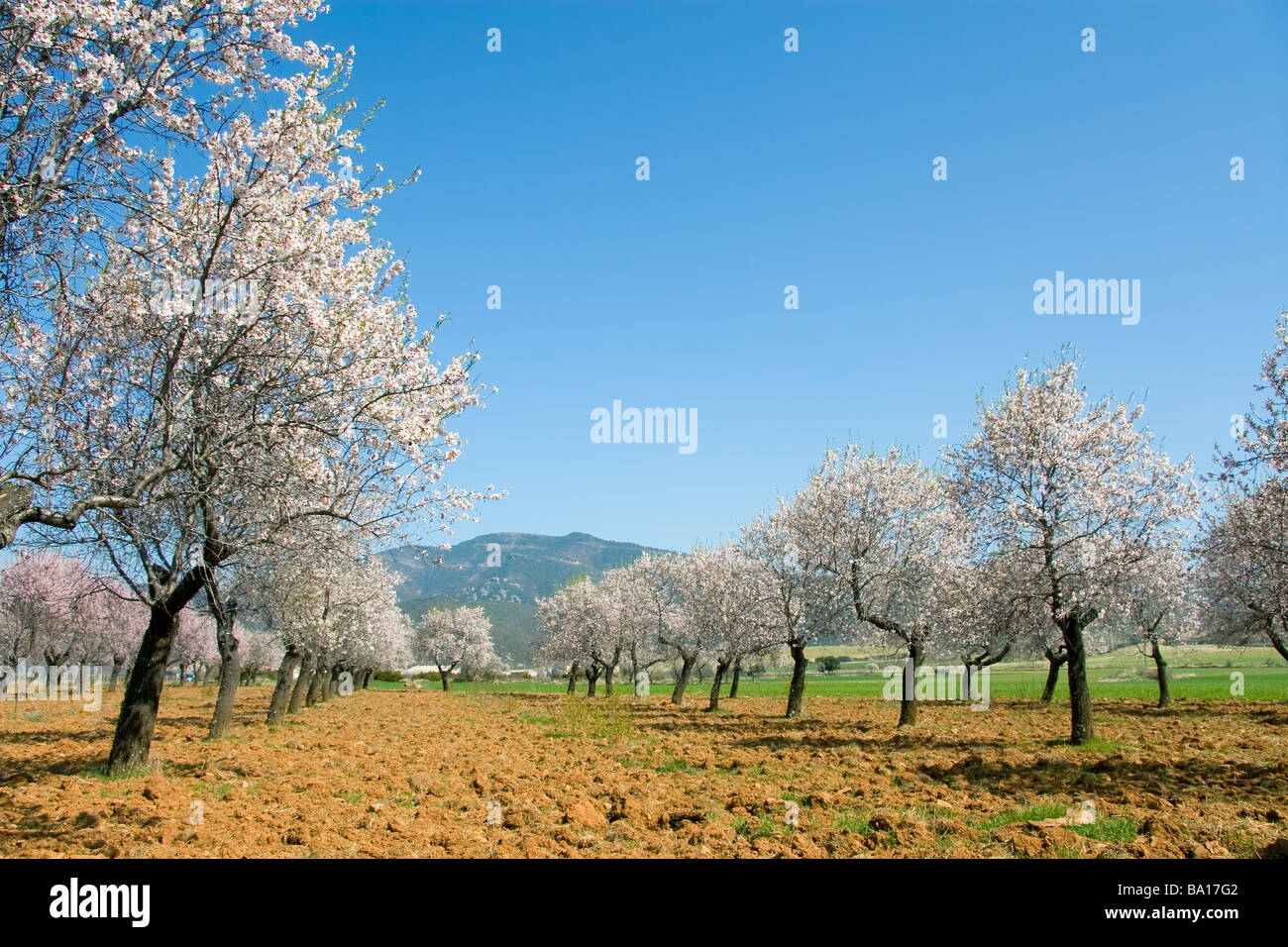 Fruir tree hi-res stock photography and images - Alamy