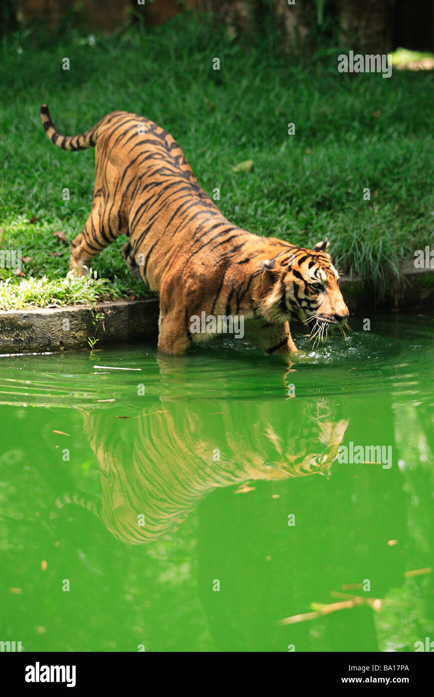 Bengal tiger Panthera tigris tigris swimming in the lake Stock Photo ...