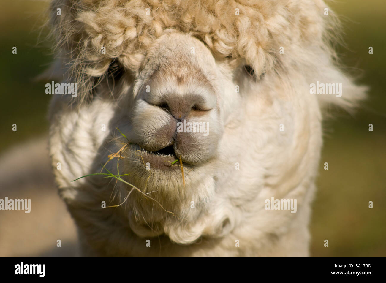 Alpaca hi-res stock photography and images - Alamy