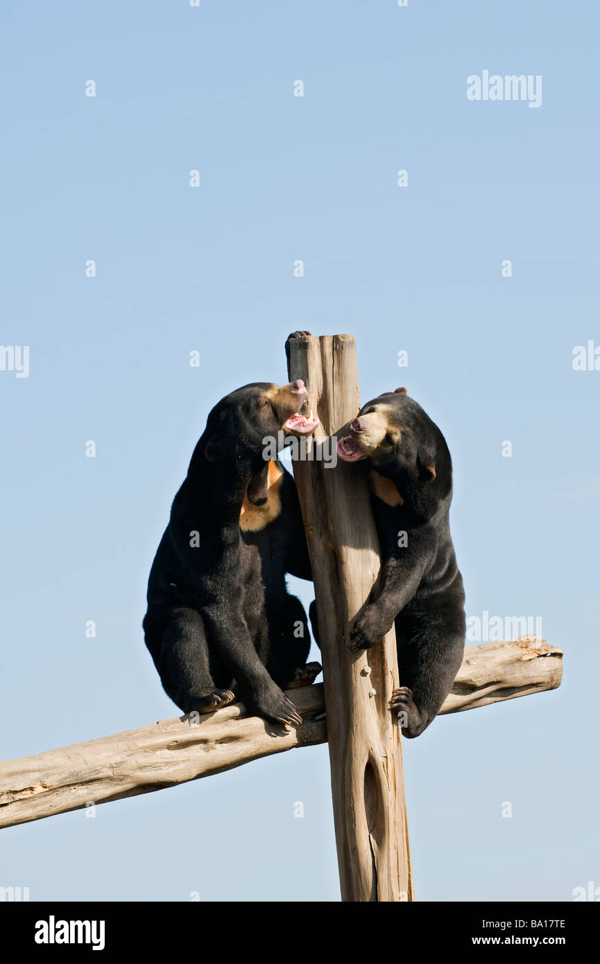 Malayan sun bear hi-res stock photography and images - Alamy