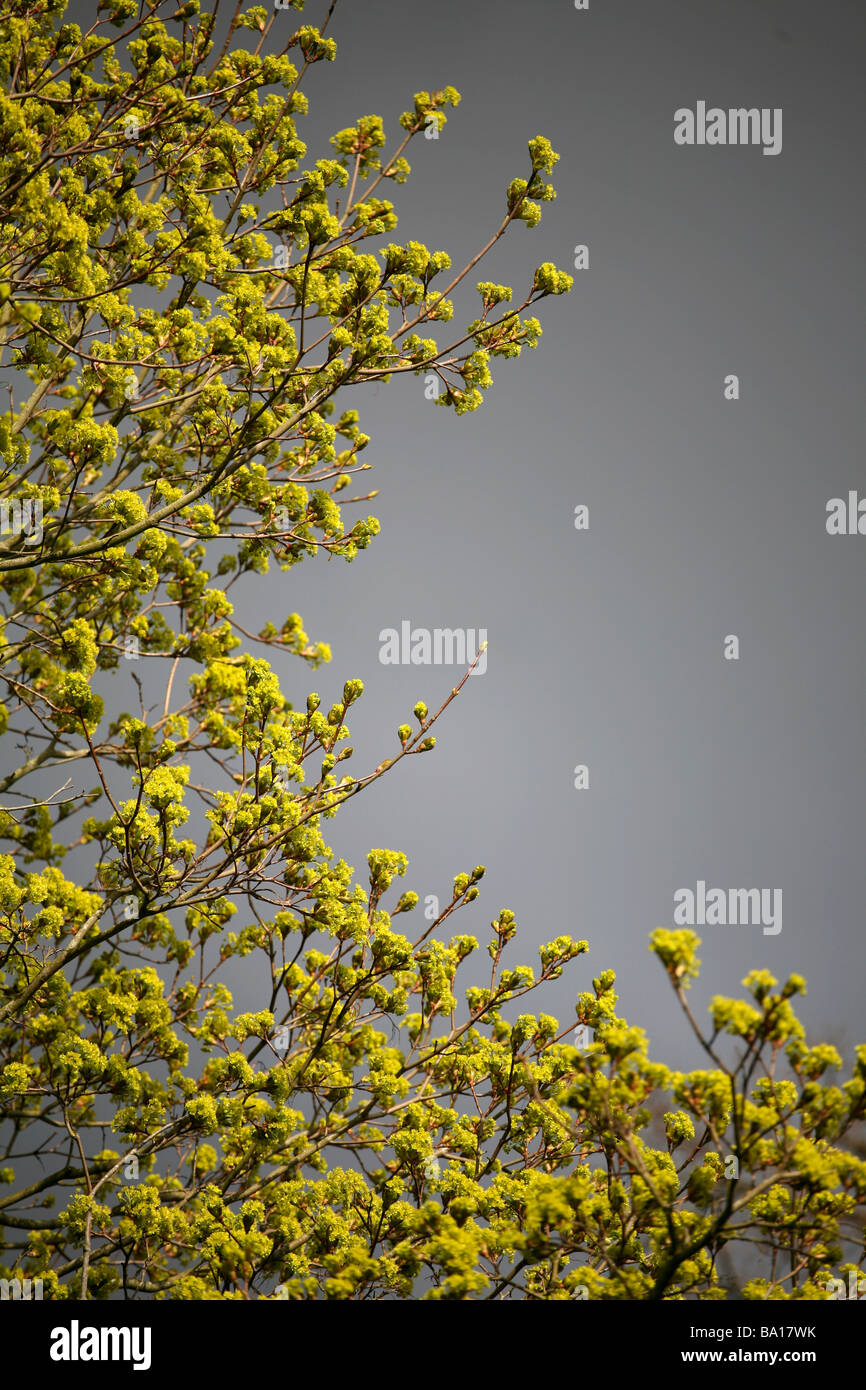 New spring growth, budding leaves on tree, stormy cloud in background ...