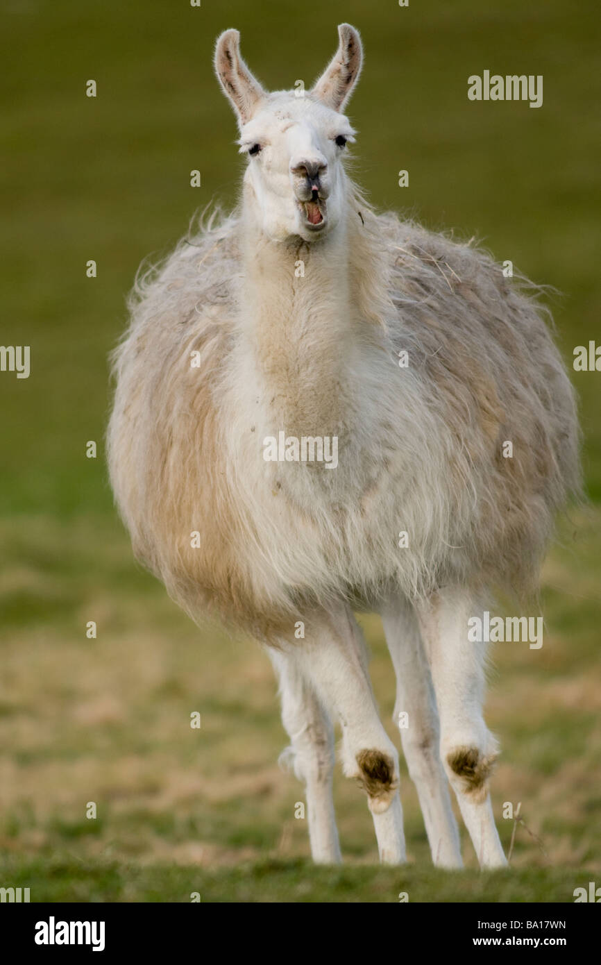 LLAMA Lama glama Stock Photo - Alamy
