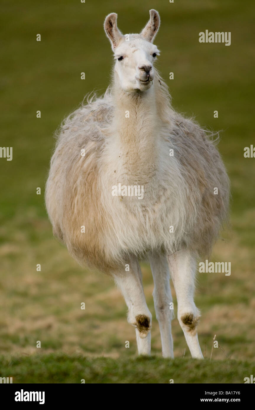 LLAMA Lama glama Stock Photo - Alamy