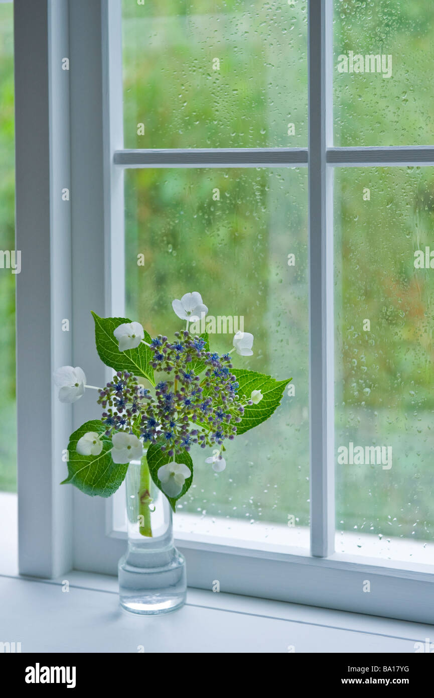 Hydrangea near the window Stock Photo - Alamy