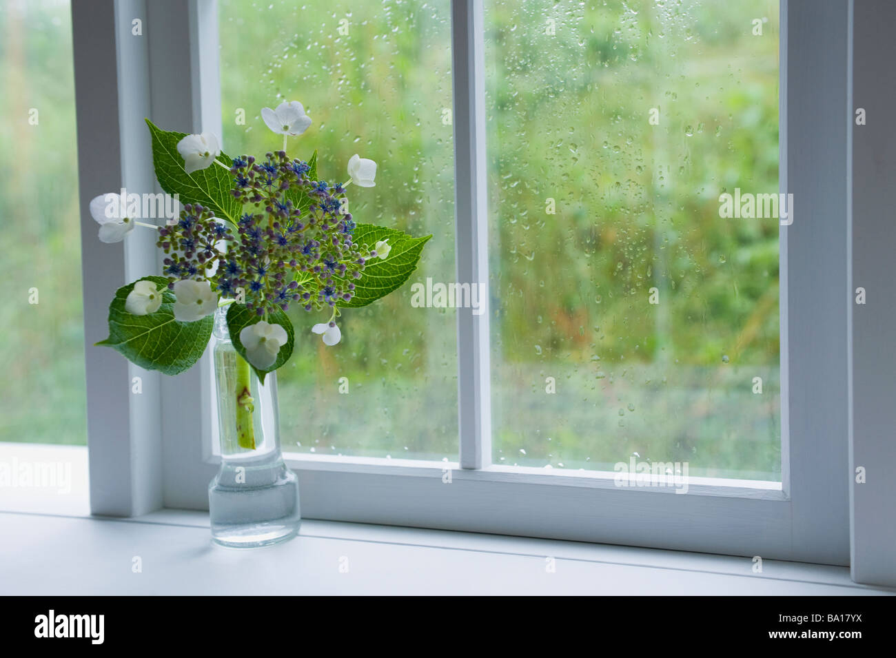 Hydrangea near the window Stock Photo - Alamy